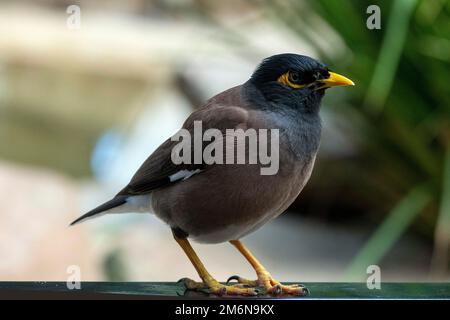An Australian Common Myna (Acridotheres tristis) returning to it's nest ...