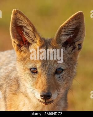 A closeup shot of a black-backed jackal on a field at Central Kalahari ...