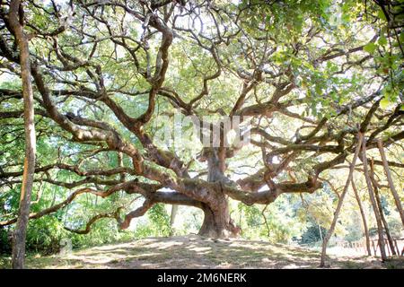 The great secular oak in Capannori Lucca Italy Stock Photo - Alamy
