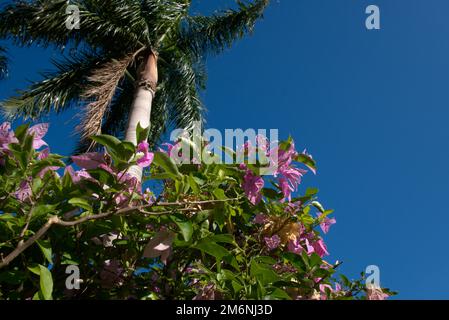 Palm tree and fuchsia triphylla flowers in La Romana, Dominican ...
