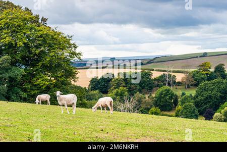 Sheep on farms, Devon, England, Europe Stock Photo - Alamy