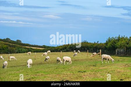 Sheep on farms, Devon, England, Europe Stock Photo - Alamy