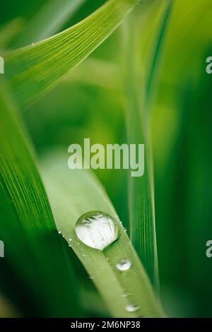 A vertical shot of dewdrops on a green plant Stock Photo - Alamy