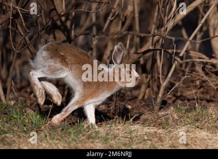 Rabbit running through a meadow Stock Photo - Alamy