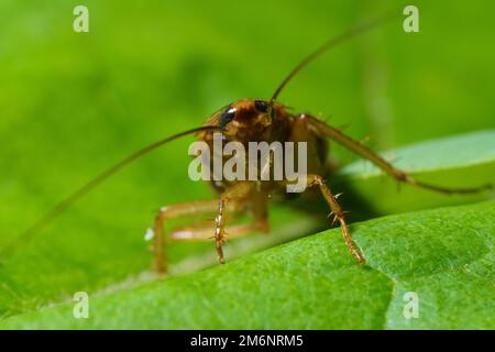The red cockroach, or Prusak, Latin Blattella germanica, is a species ...