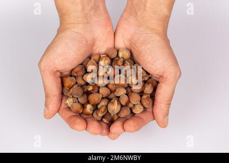 Two male hands hold hazelnuts on a gray background. Harvest concept ...
