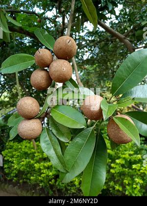 Chiku fruits tree in Indian agriculture farm Stock Photo - Alamy