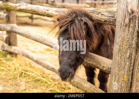 Pony in enclosure on animal farm. High quality photo Stock Photo - Alamy
