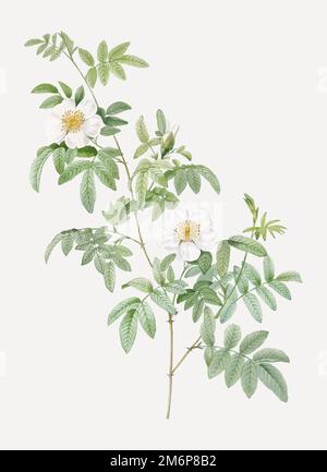 Vintage blooming musk rose vector Stock Vector Image & Art - Alamy