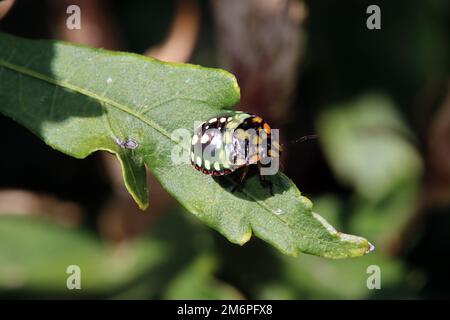Green rice bugs, also known as southern stink bugs (Nezara viridula ...