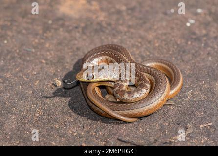 Short snouted grass snake (Psammophis brevirostris Stock Photo - Alamy