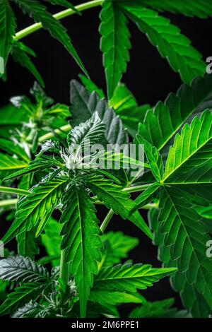 marijuana flower blooming medical cannabis plant Stock Photo - Alamy