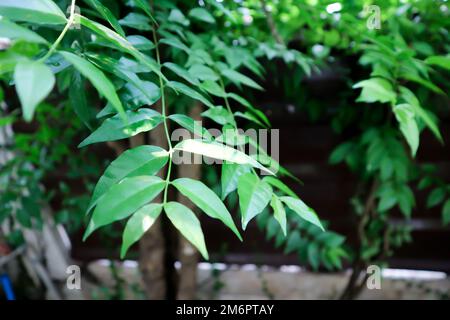 Andaman Satinwood, China Box Tree or Chinese Box wood or Orange ...