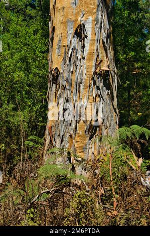 Giant Karri Trees (Eucalyptus diversicolor) Woman in Big Tree Grove, up ...
