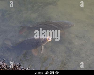 common european carp gulping air at the surface Stock Photo - Alamy