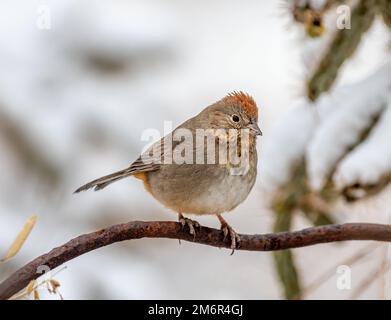 Canyon Towhee perched on a branch against a snowy winter backdrop in ...