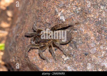 Baboon spider (Harpactira sp Stock Photo - Alamy