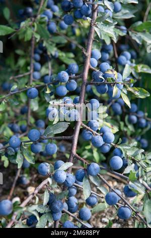 Sloe berries on plant in autumn Stock Photo - Alamy