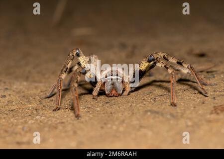 Common rain spider (Palystes superciliosus Stock Photo - Alamy