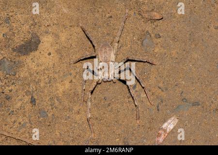Common rain spider (Palystes superciliosus Stock Photo - Alamy