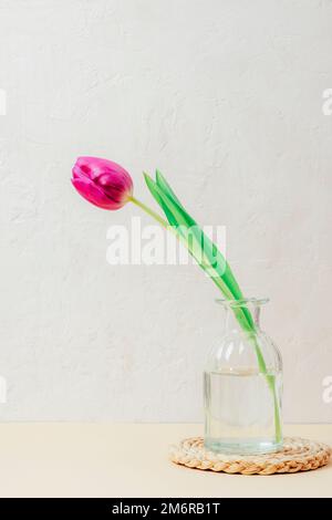 One pink tulip in a glass vase on a white background. Minimalism ...