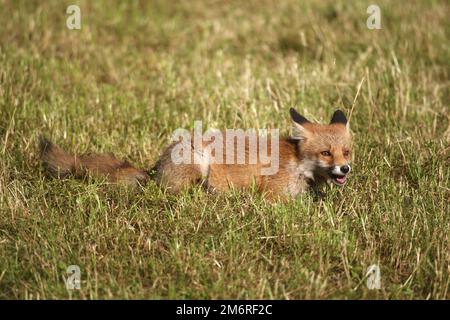 Red fox (Vulpes vulpes) independent young fox on mown meadow, Allgaeu ...