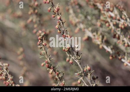 Red flowering racemose disciform head inflorescences Artemisia ...