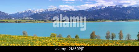 Lake Forggensee in the Koenigswinkel with the Alps in the background ...