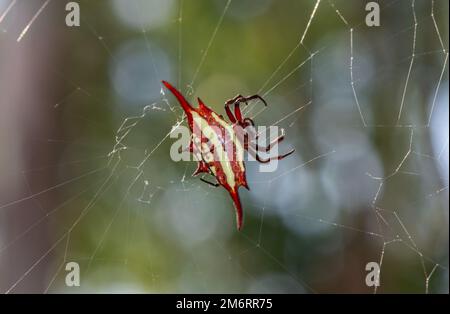 Longhorn Kitespider (Gasteracantha milvoides Stock Photo - Alamy