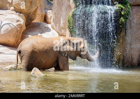 Elephant Cooling off Under a Waterfall Stock Photo - Alamy