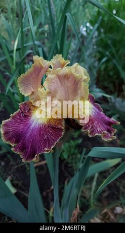 Irises are wonderful garden plants. The word Iris means rainbow. Irises ...