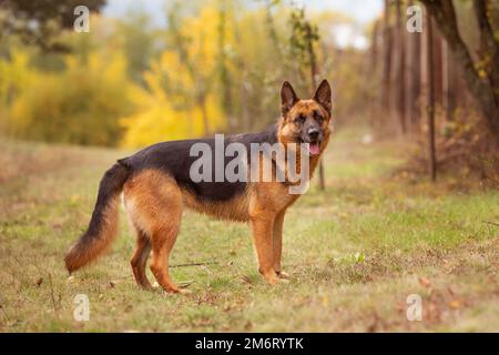 Adorable German shepherd standing in autumn park, colorful trees ...