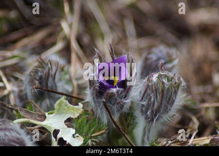 flowers of the common cowbell Stock Photo - Alamy
