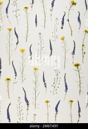 Dried pressed leaf on paper from notebook with pencil , scissors and ...