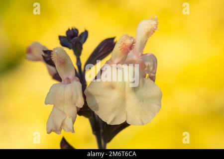 Macro shot of yellow salvia flowers in bloom Stock Photo - Alamy