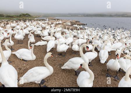 A huge group of mute swans (cygnus olor) around the waters edge of a ...
