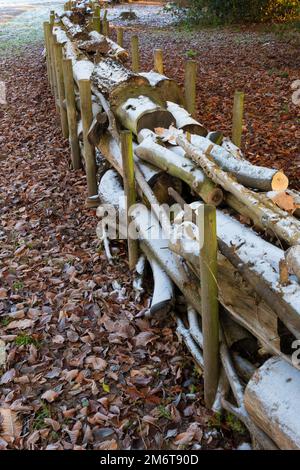 Natural dead hedge of cut branches lining path in woods Stock Photo - Alamy