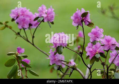 A large bush blooming Rhododendron in the botanical garden. Many pink ...