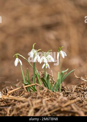 Snowdrop Emerging through Dead Bracken Stock Photo - Alamy