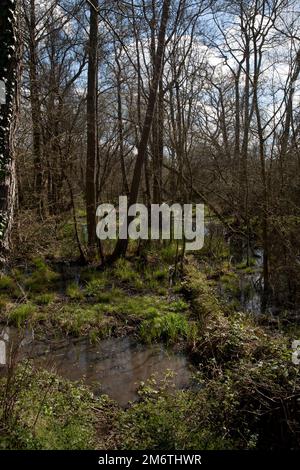 flood plain river wey pyrford surrey england Stock Photo - Alamy