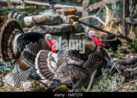 A large Turkey Vulture in Madera Canyon, Arizona Stock Photo - Alamy
