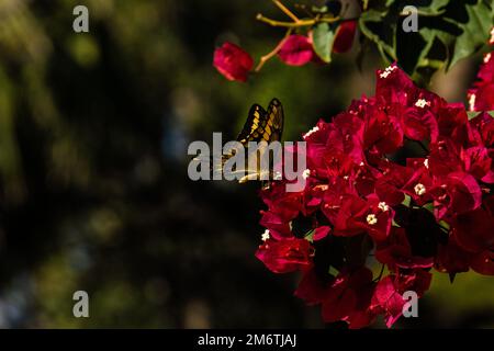 Images from Sinaloa Mexico captures the beauty of the nature’s ...