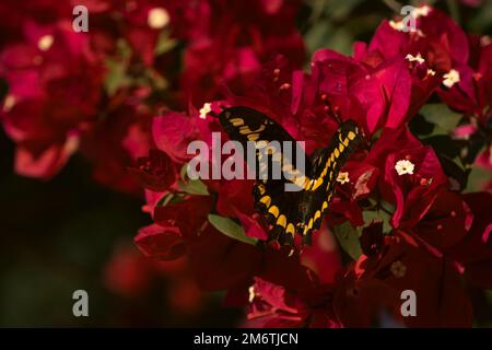Images from Sinaloa Mexico captures the beauty of the nature’s ...
