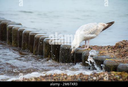 Lonely seagull on beach Stock Photo - Alamy