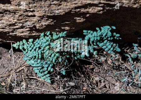 Spiny Cliffbrake, Pellaea truncata, In Aguirre Spring Campground area ...