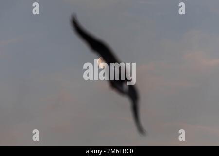 Istanbul, Turkey. 5th Jan, 2023. A full moon and a flying seagull seen ...