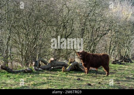 The Hirsel, country house of the Douglas-Home family. Cattle Stock ...