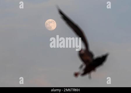 Istanbul, Turkey. 5th Jan, 2023. A full moon and a flying seagull seen ...