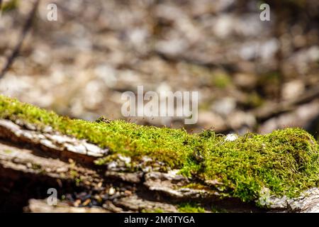Spring forest landscape, fallen tree covered with moss Stock Photo - Alamy