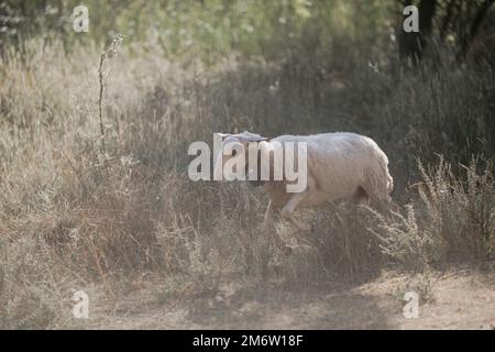 Sheeps in paddock on wheat field background.Farm animals. Animal ...